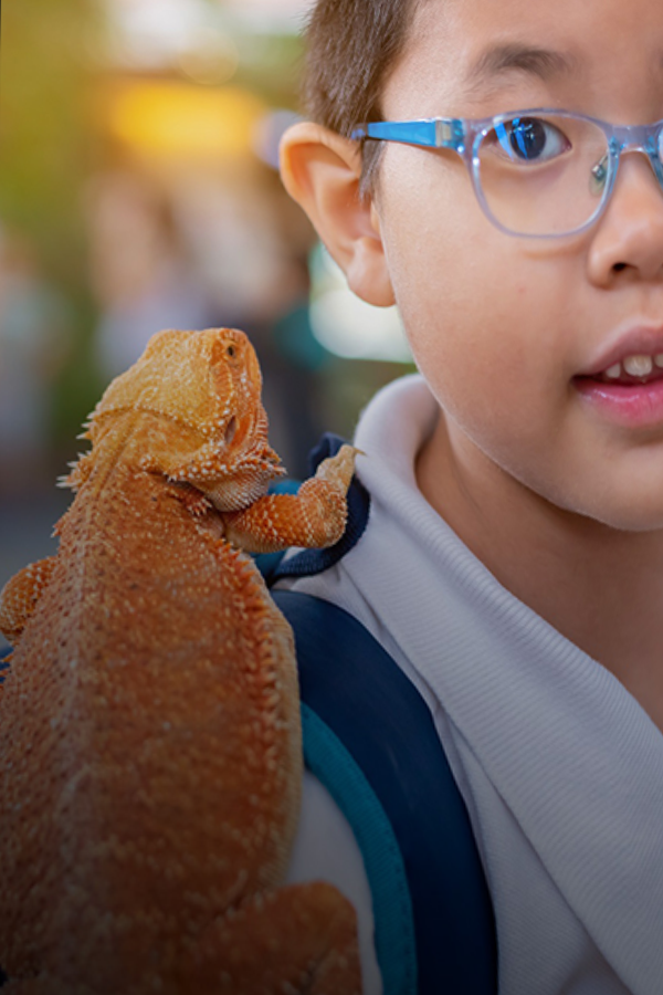 Bearded Dragon Shop | Pet Supermarket | Pet Supermarket