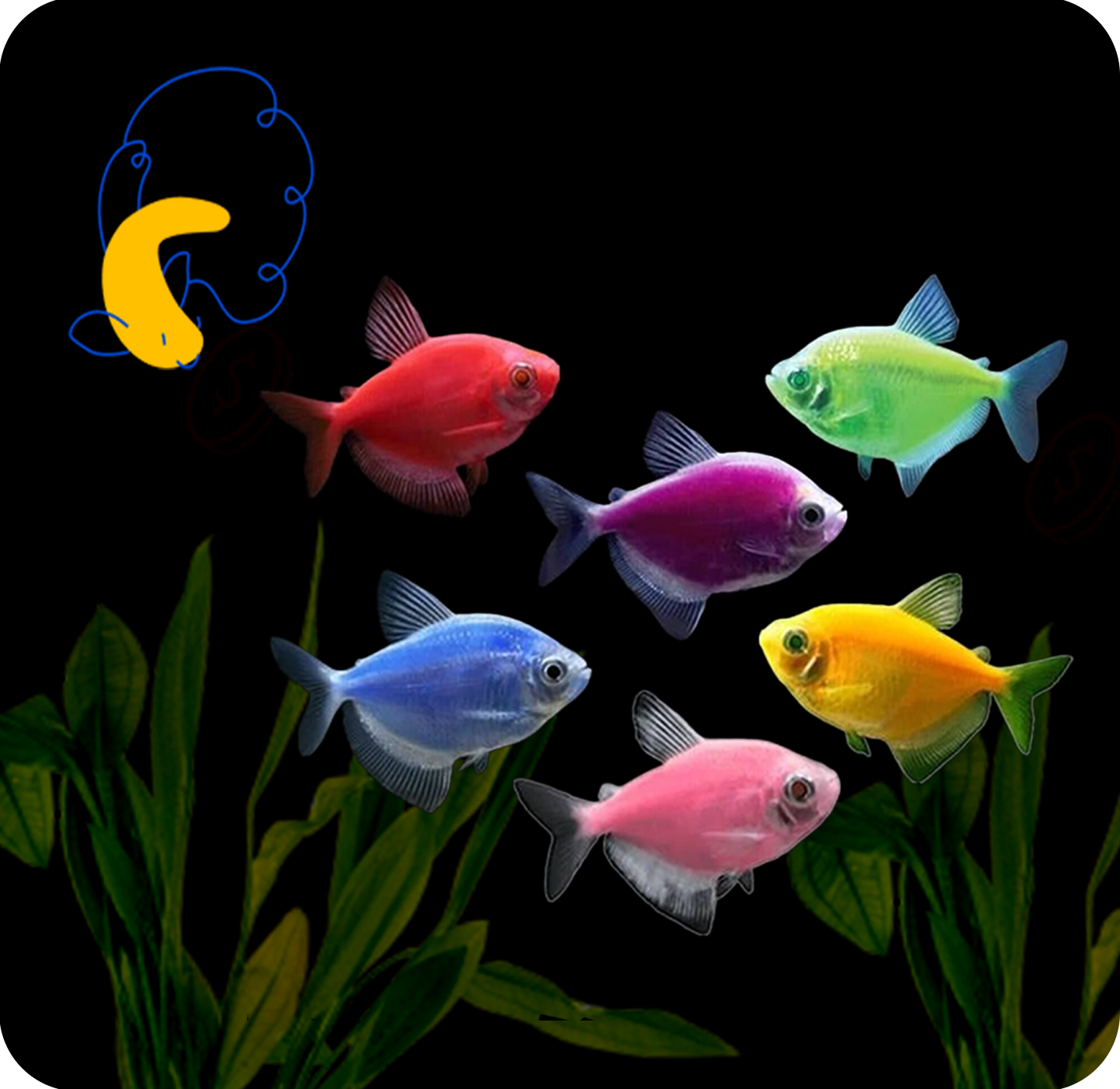 Fish New Pet | Pet Supermarket