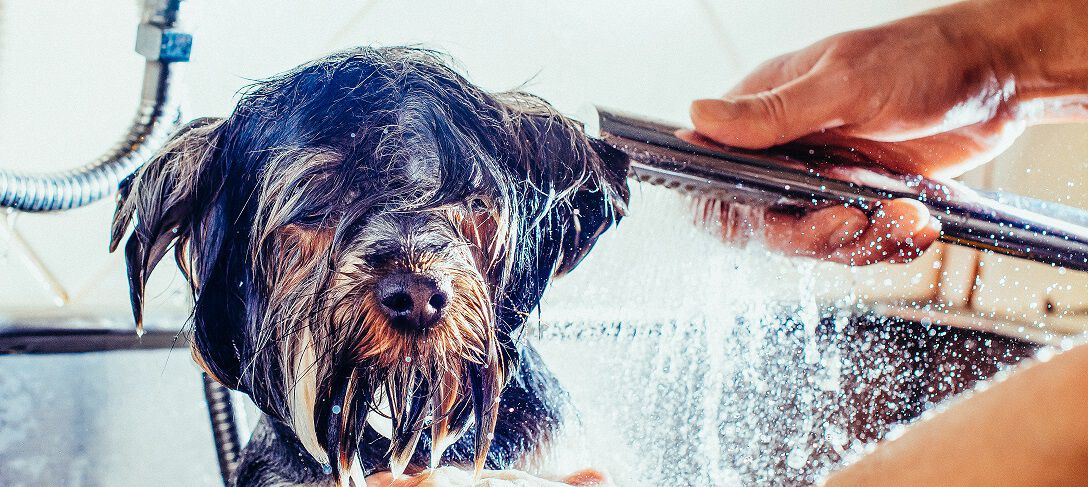 How often should you wash your dog? | Pet Supermarket | Pet Supermarket