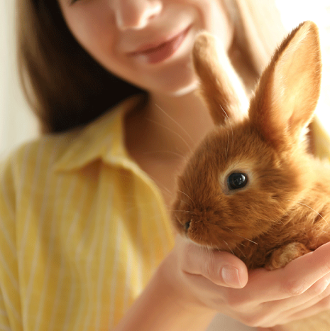 Rabbit Shop | Pet Supermarket