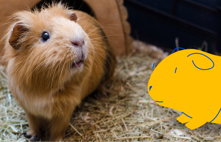 Guinea Pig Shop | Pet Supermarket | Pet Supermarket