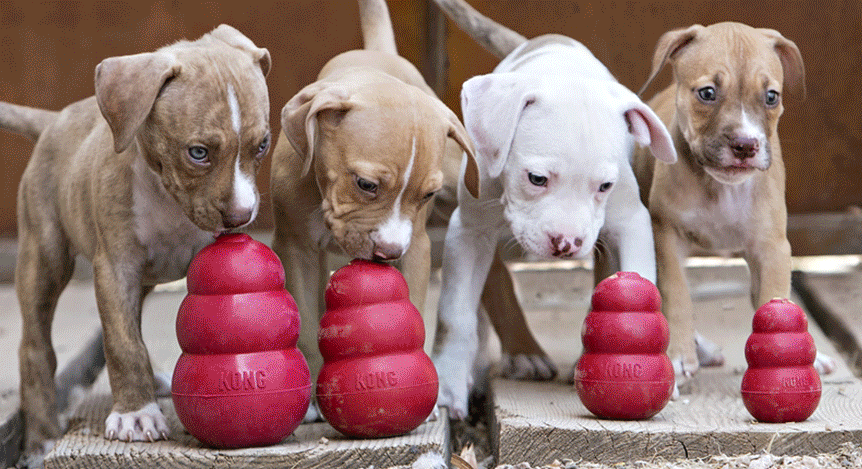 Kong | Pet Supermarket