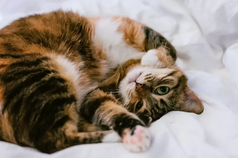 Performatrin Prime for Cats | Pet Supermarket