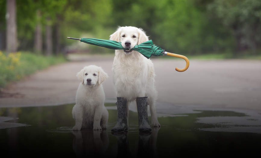 Hurricane Pet Preparedness | Pet Supermarket | Pet Supermarket