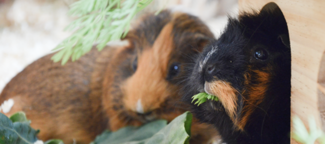 Guinea Pig Shop | Pet Supermarket | Pet Supermarket