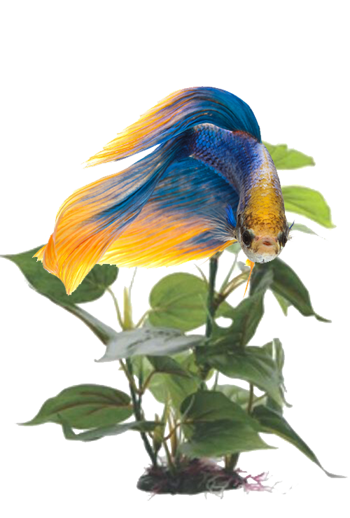 Betta Fish Shop | Pet Supermarket | Pet Supermarket