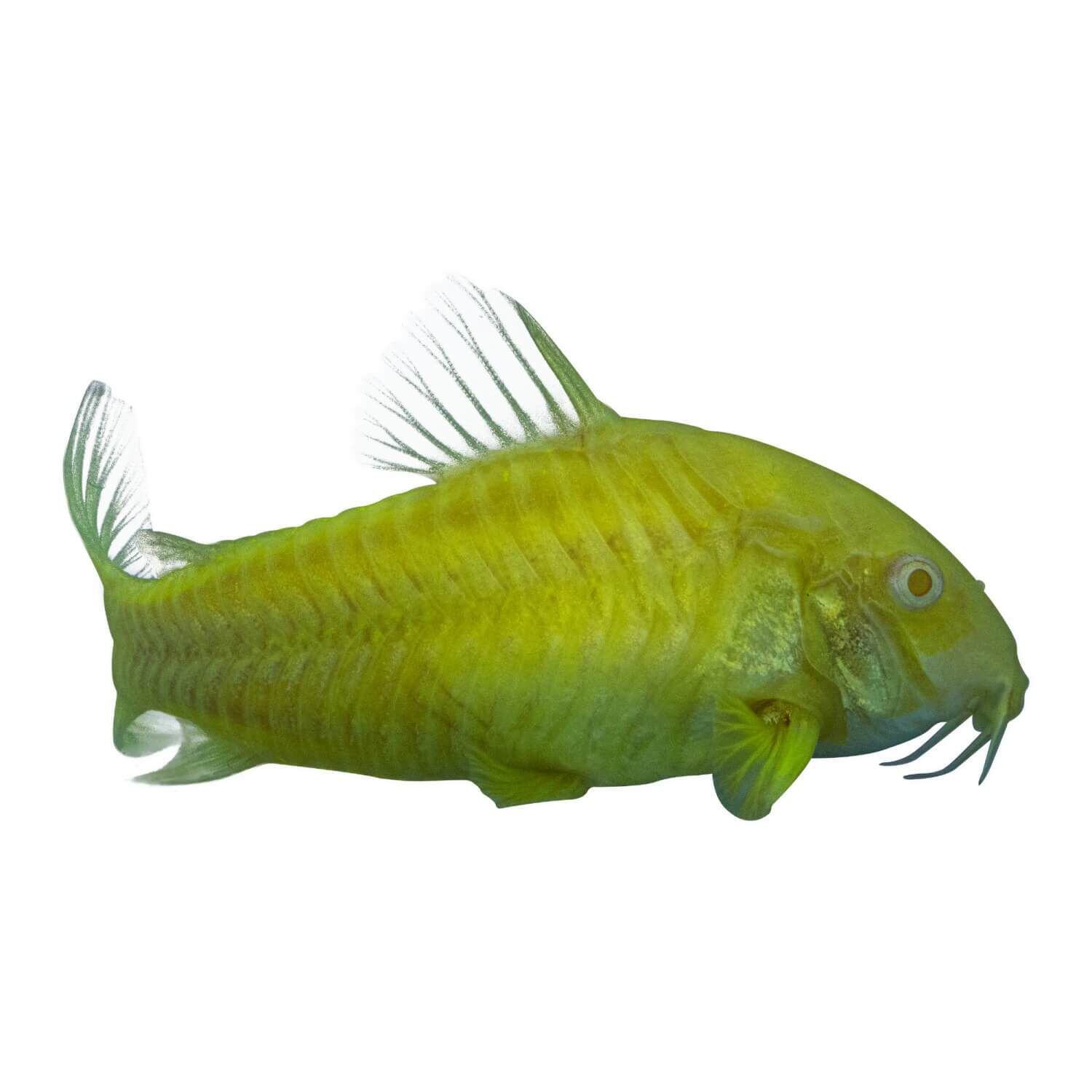 Live Glofish Corydoras Catfish 1ea | Pet Supermarket
