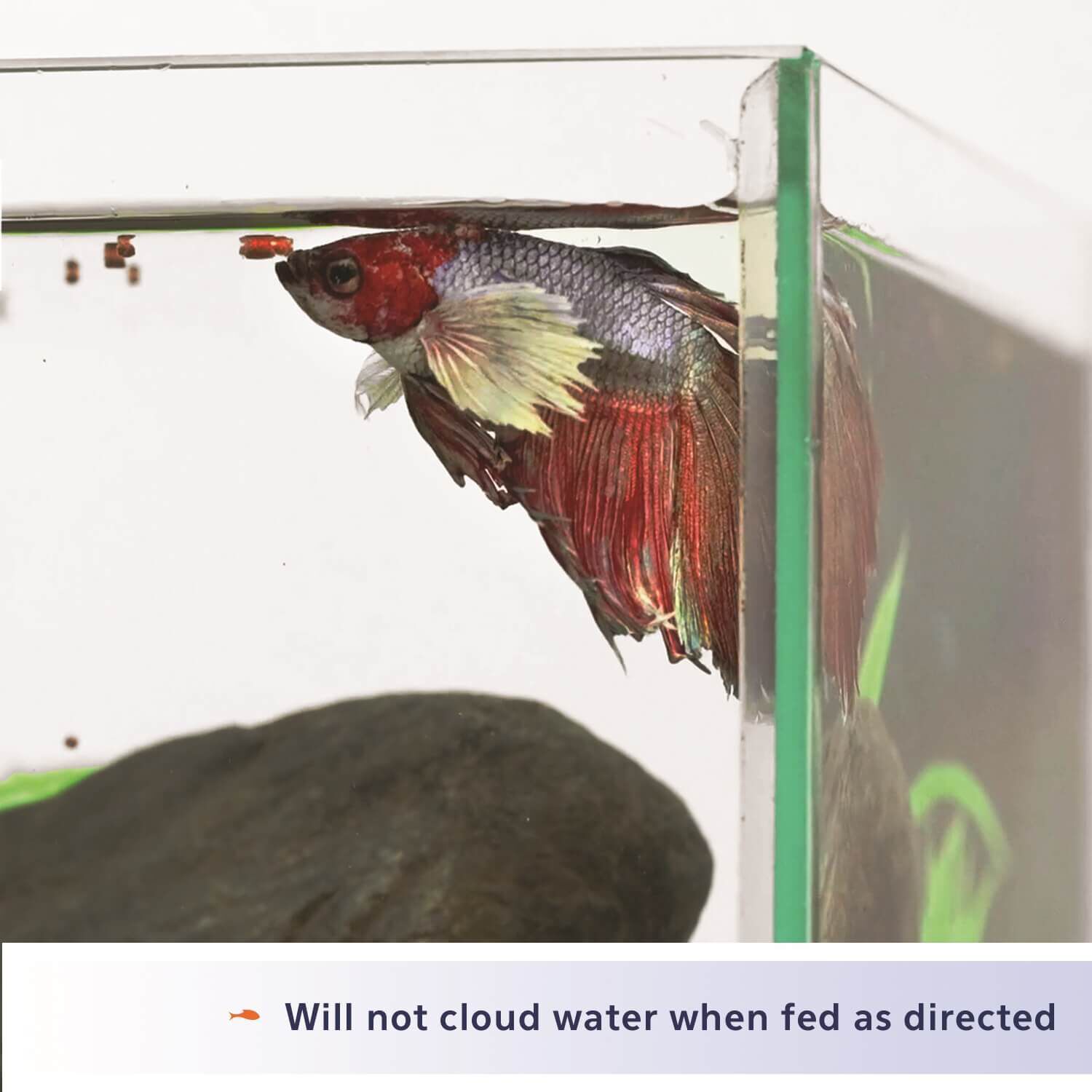 Aqueon Betta Food Color Enhancing Floating Pellets Fish Food 0.95oz ...