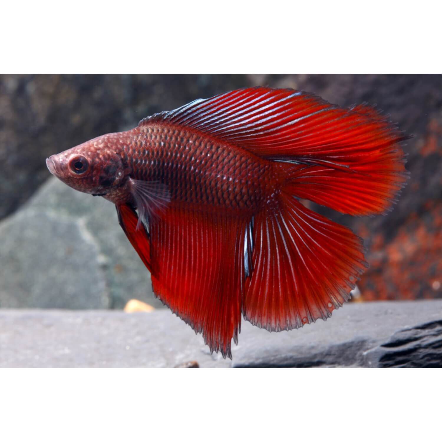 Twin Tail Halfmoon Betta Fish