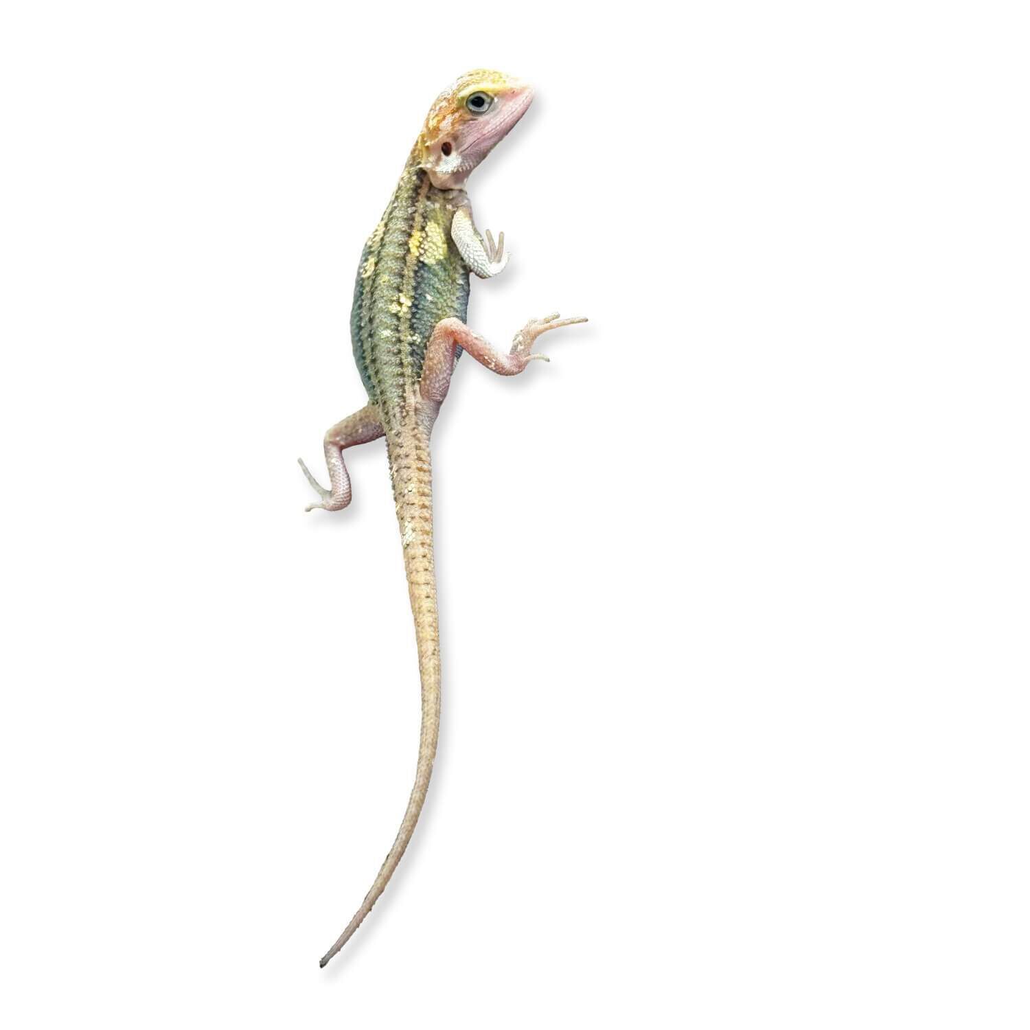 petsmart lizards