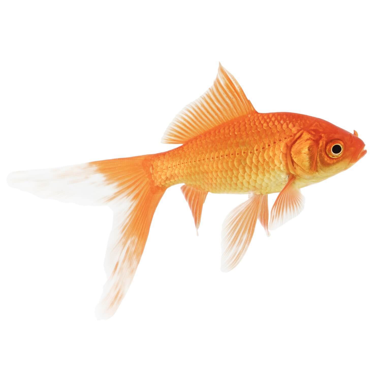 Feeder Comet 1ea | Pet Supermarket