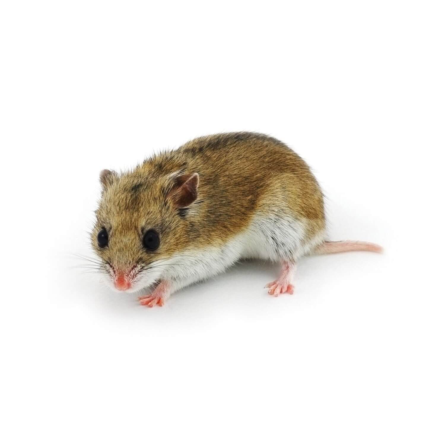 Dwarf Chinese Hamster