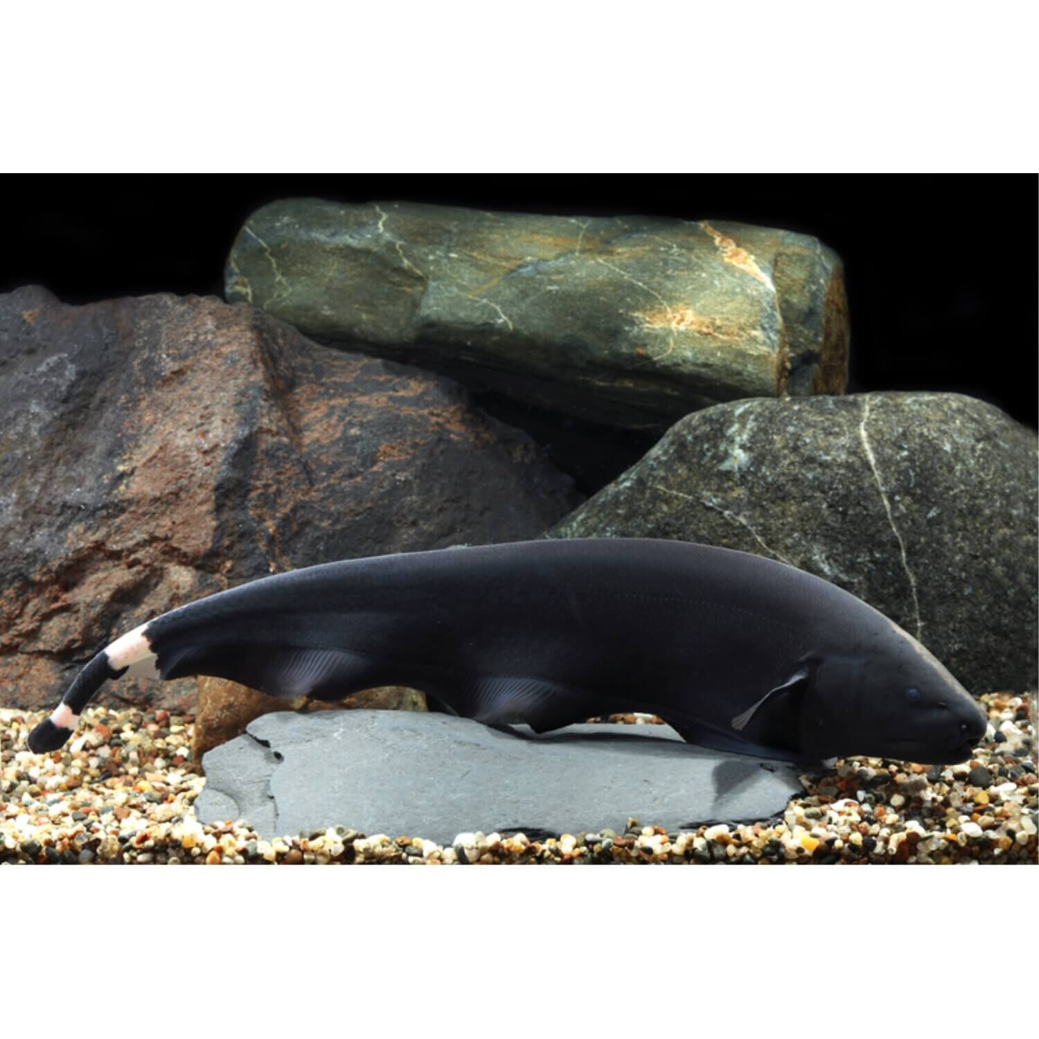 black ghost fish max size