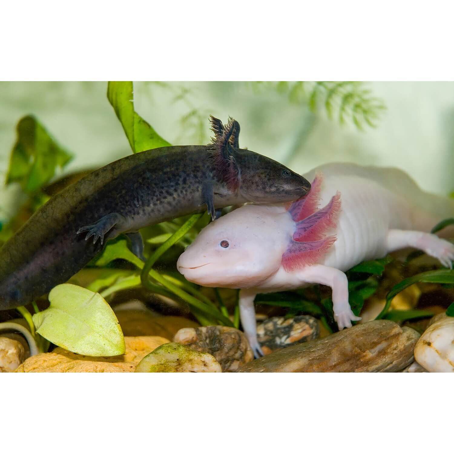 does petco sell salamanders