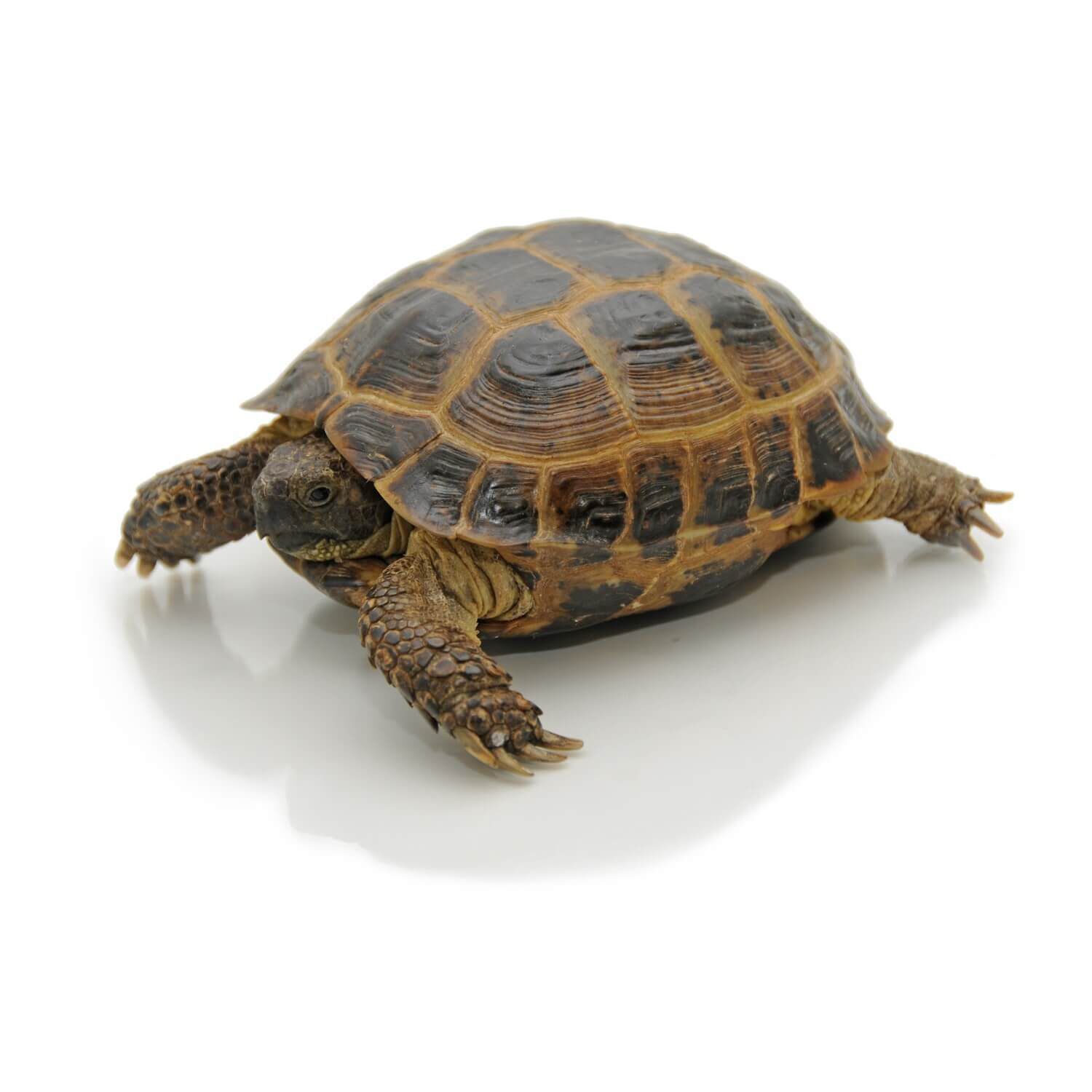 pet russian tortoise
