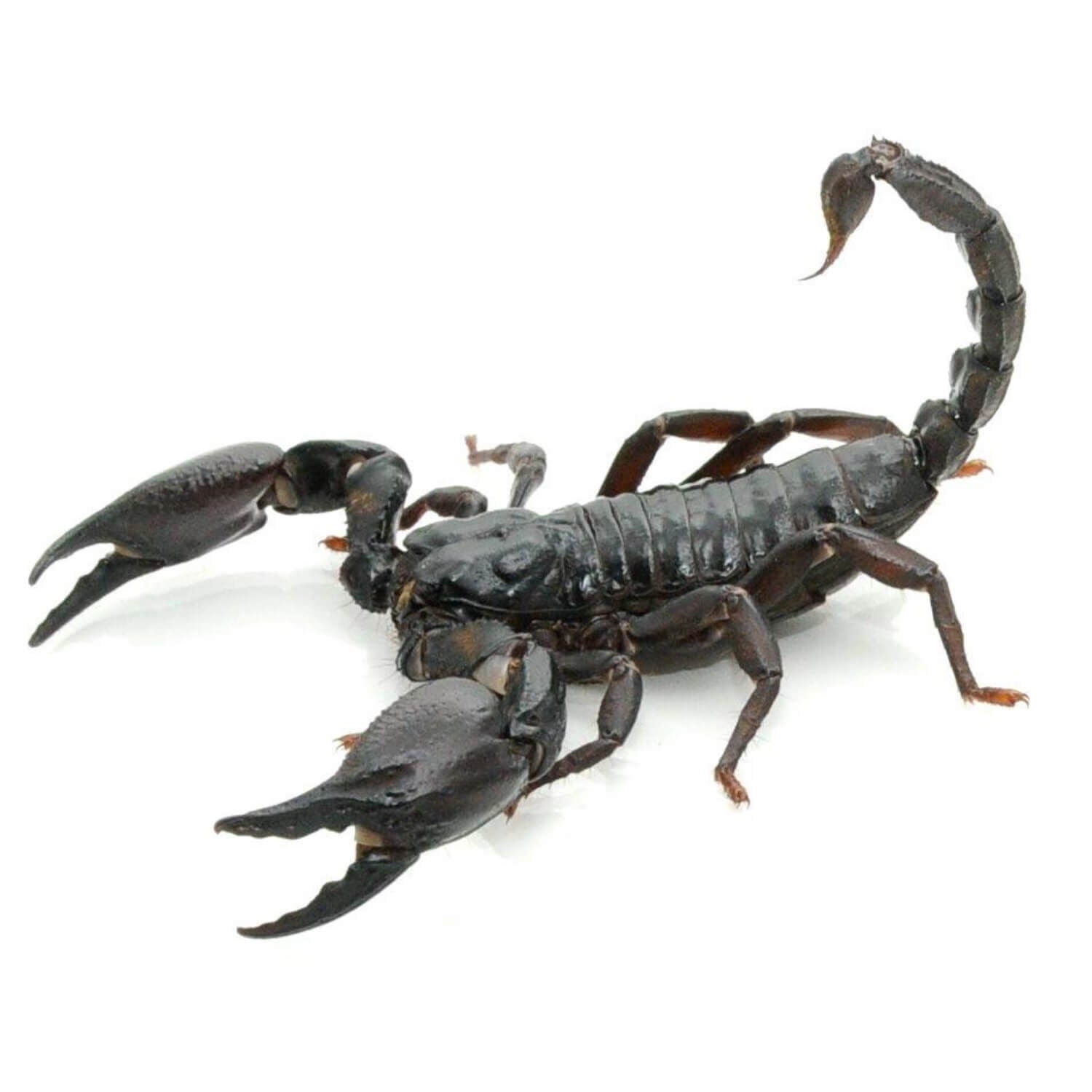 Asian Forest Scorpion | Live Pet Scorpion 1ea | Pet Supermarket
