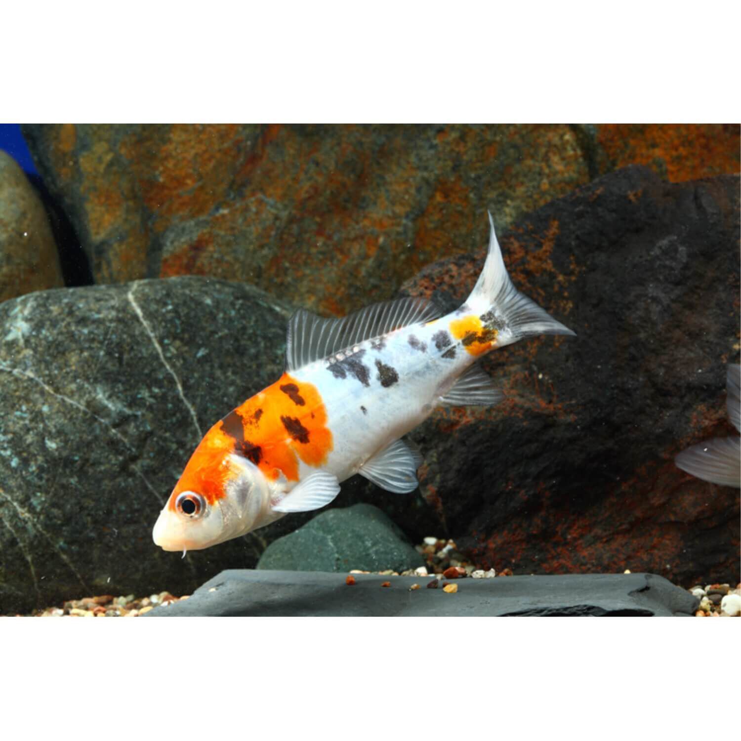 Koi 1ea | Pet Supermarket