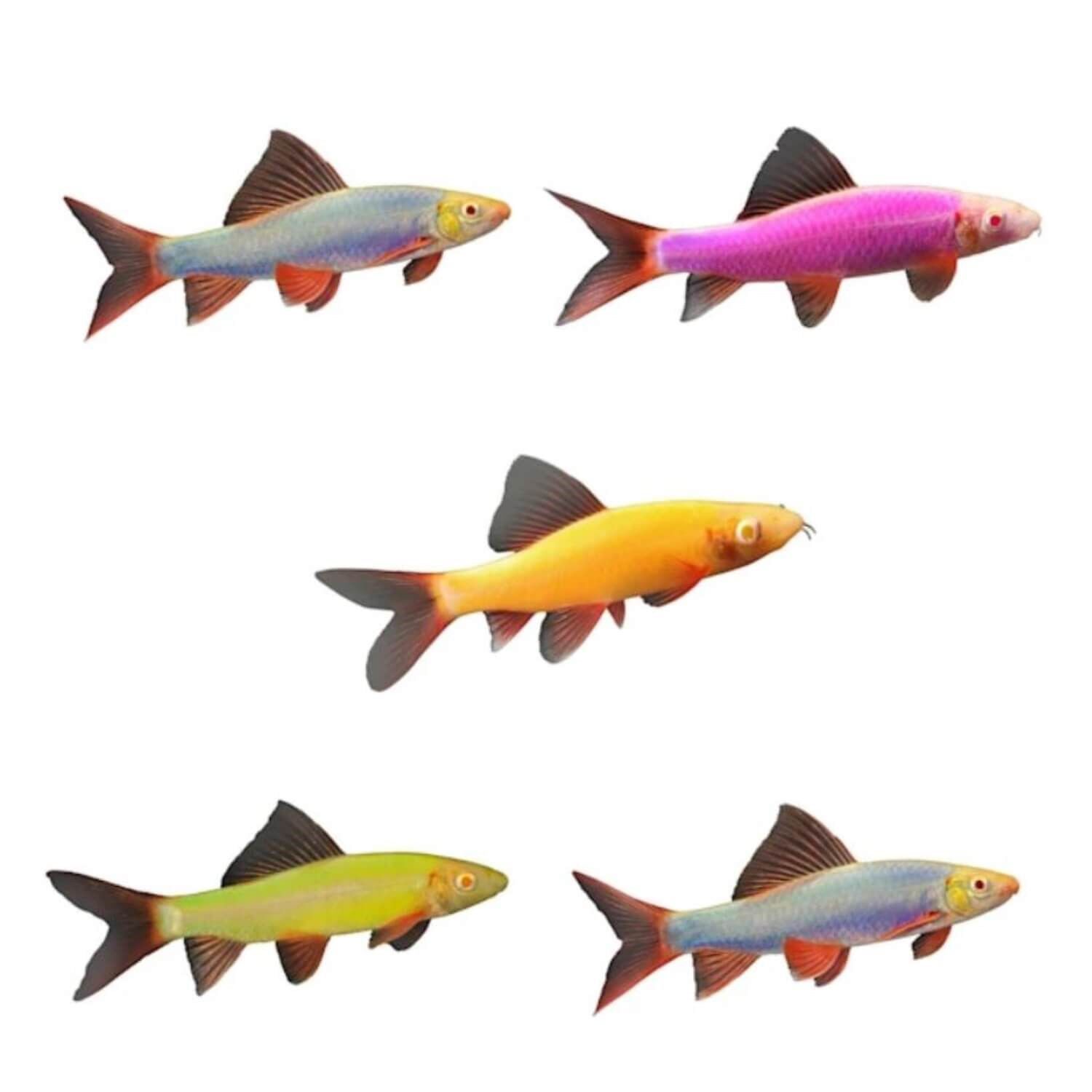 Glofish Sharks 1ea | Pet Supermarket