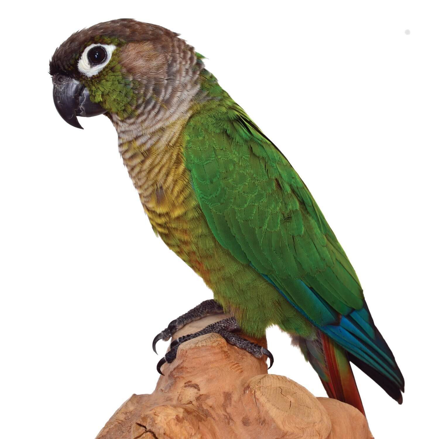 conures birds