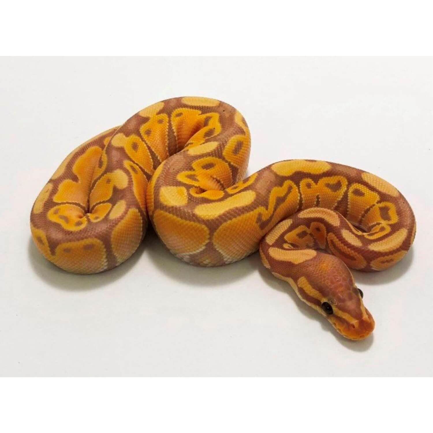 Banana Ball Python 1ea | Pet Supermarket