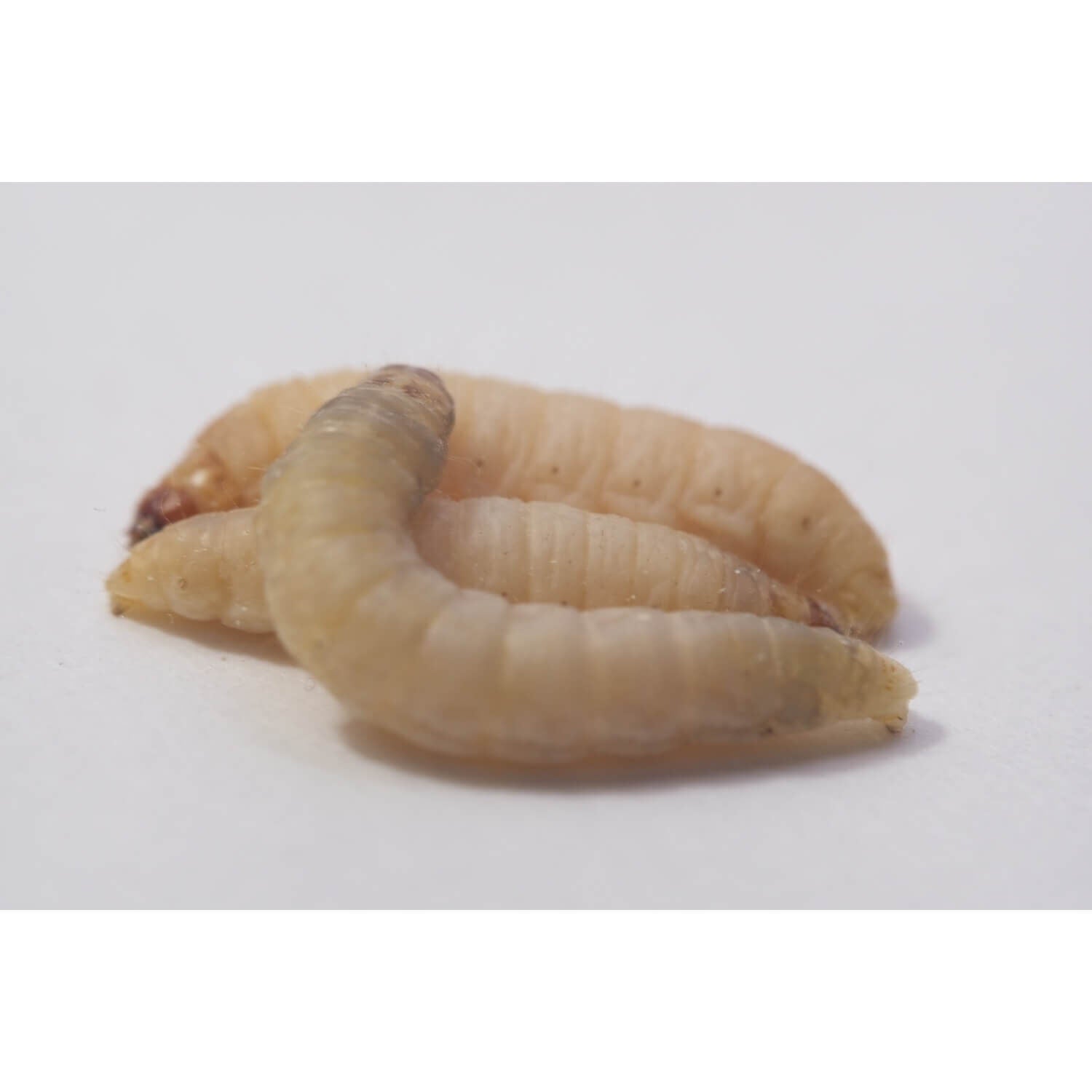Live Waxworms 50ct | Pet Supermarket