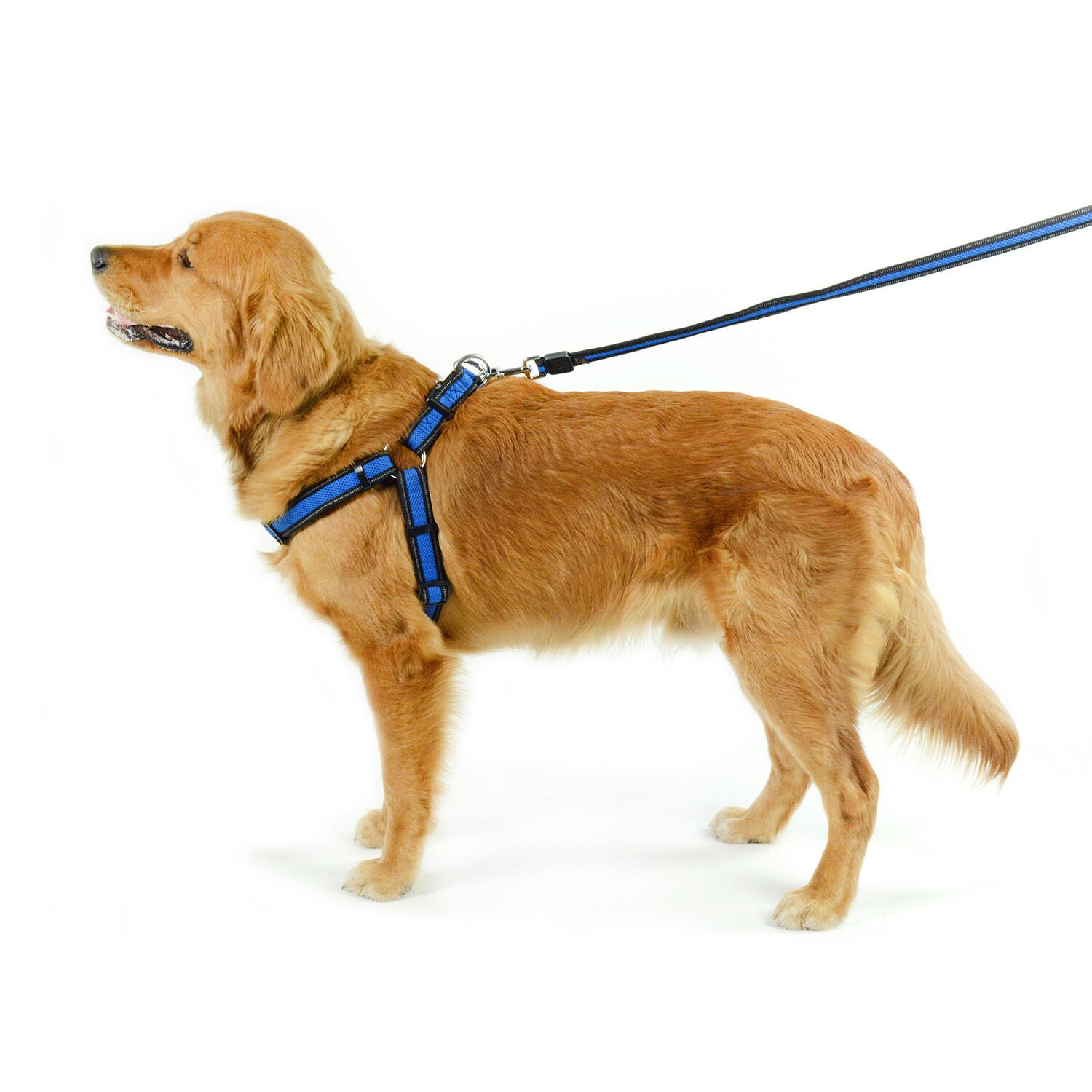 Step In Harness Blue | Pet Supermarket