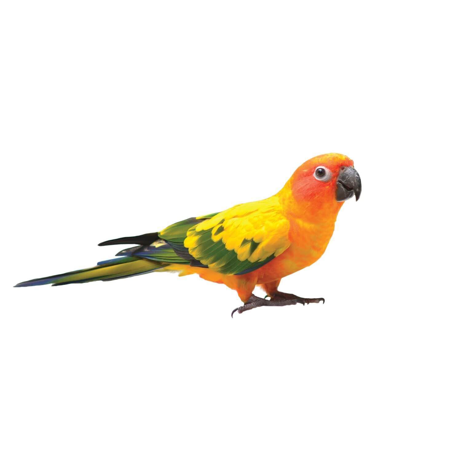 Sun Or Jenday Conure 1ea | Pet Supermarket