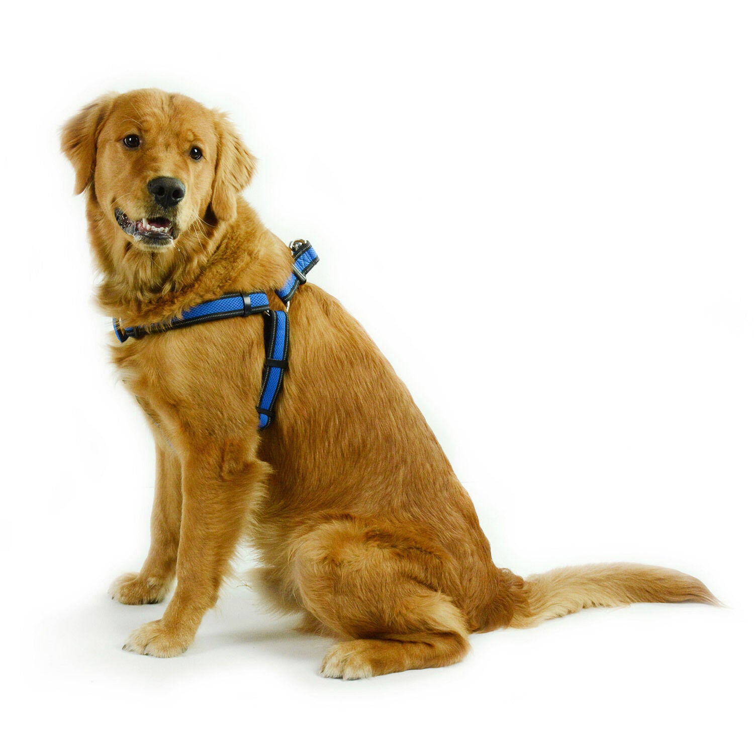 Step In Harness Blue | Pet Supermarket