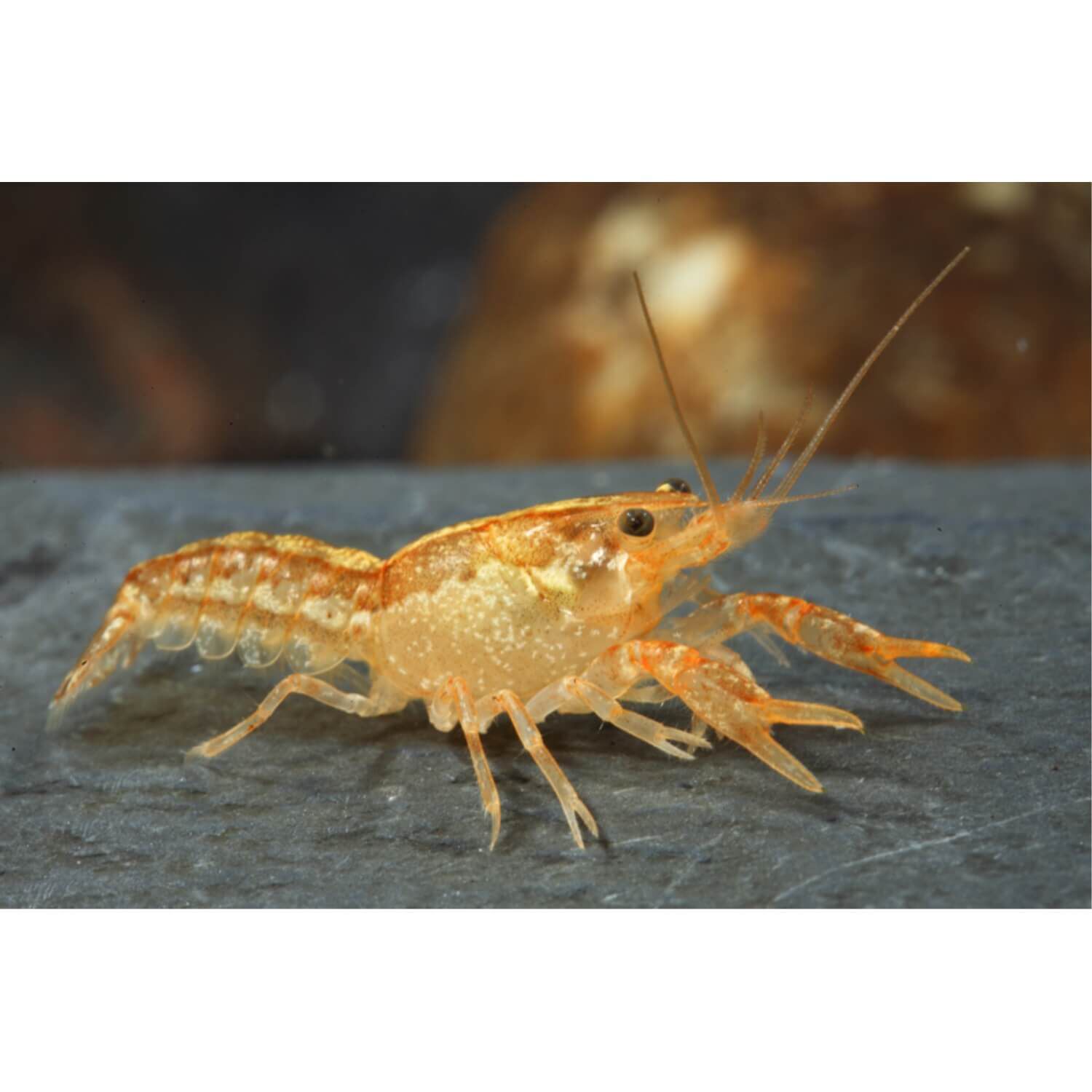 Orange Dwarf Crawfish 1ea | Pet Supermarket