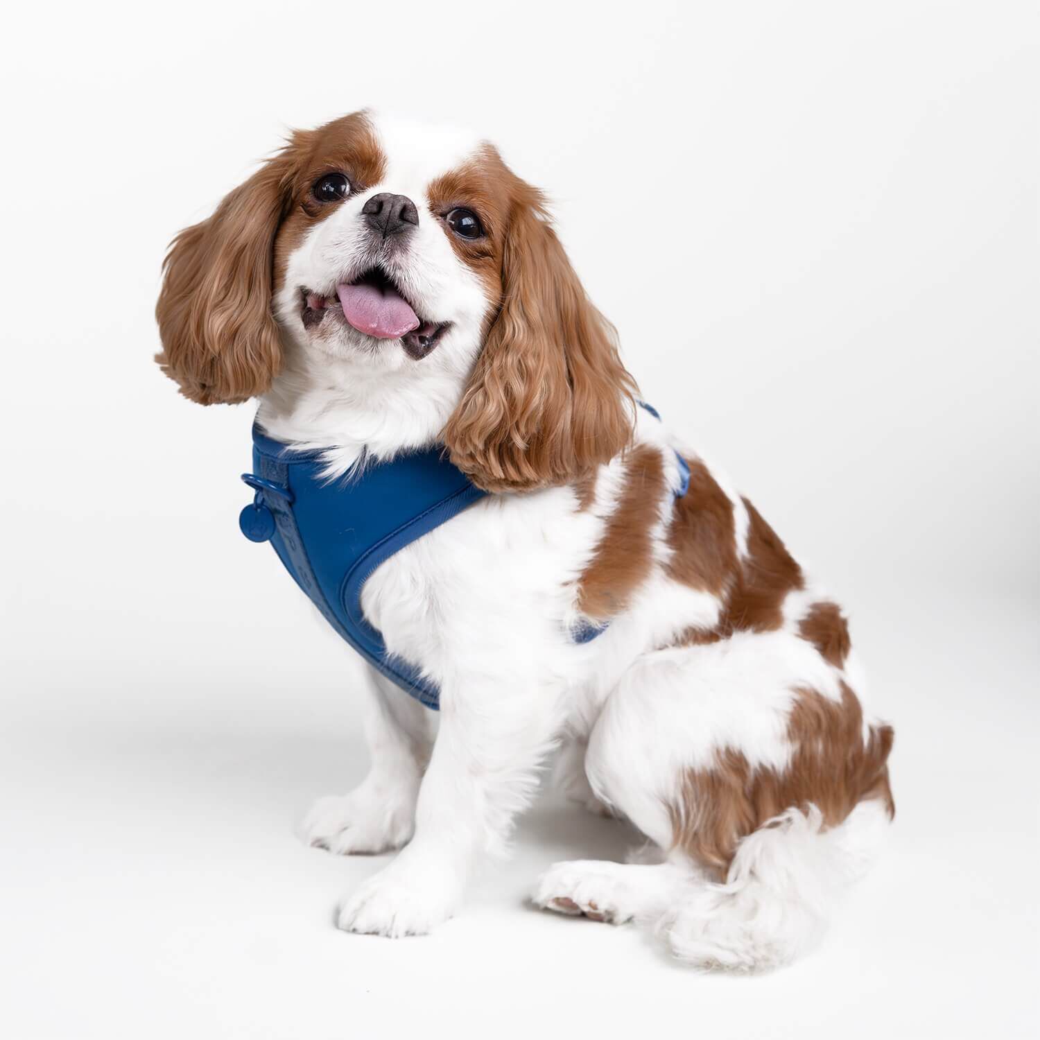 Gap Blue Paw Charm Dog Harness 1L | Pet Supermarket