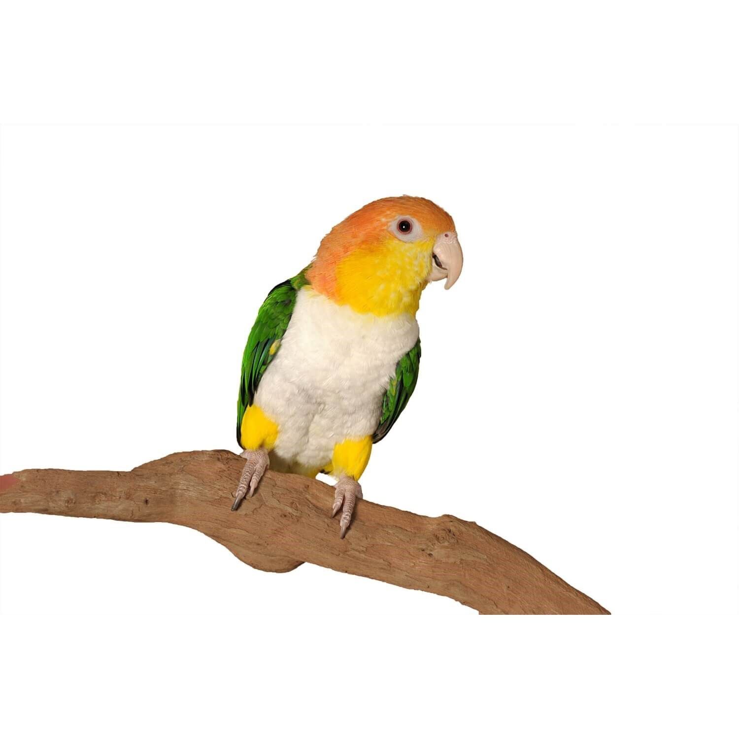 White Bellied Caique 1ea | Pet Supermarket