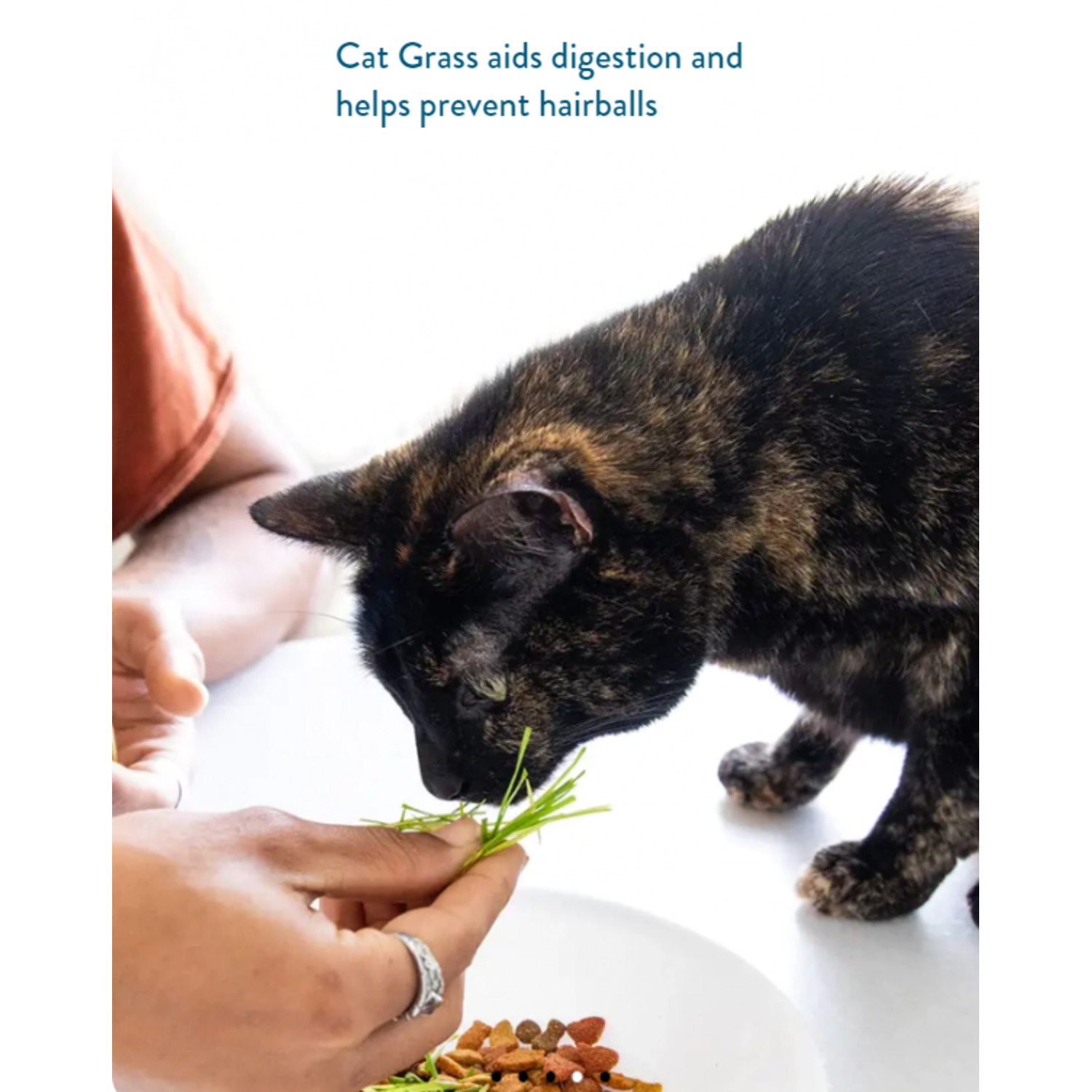 organic cat biscuits