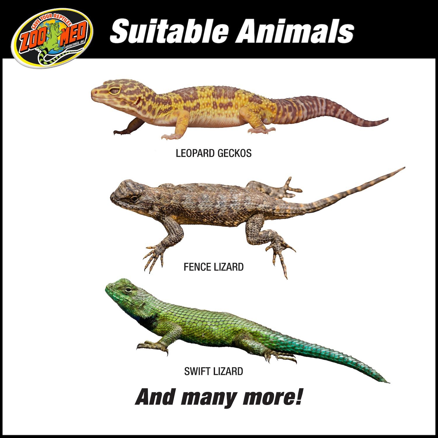Zoo Med Reptihabitat 10 Gallon Desert Starter Kit Reptile Enclosure ...