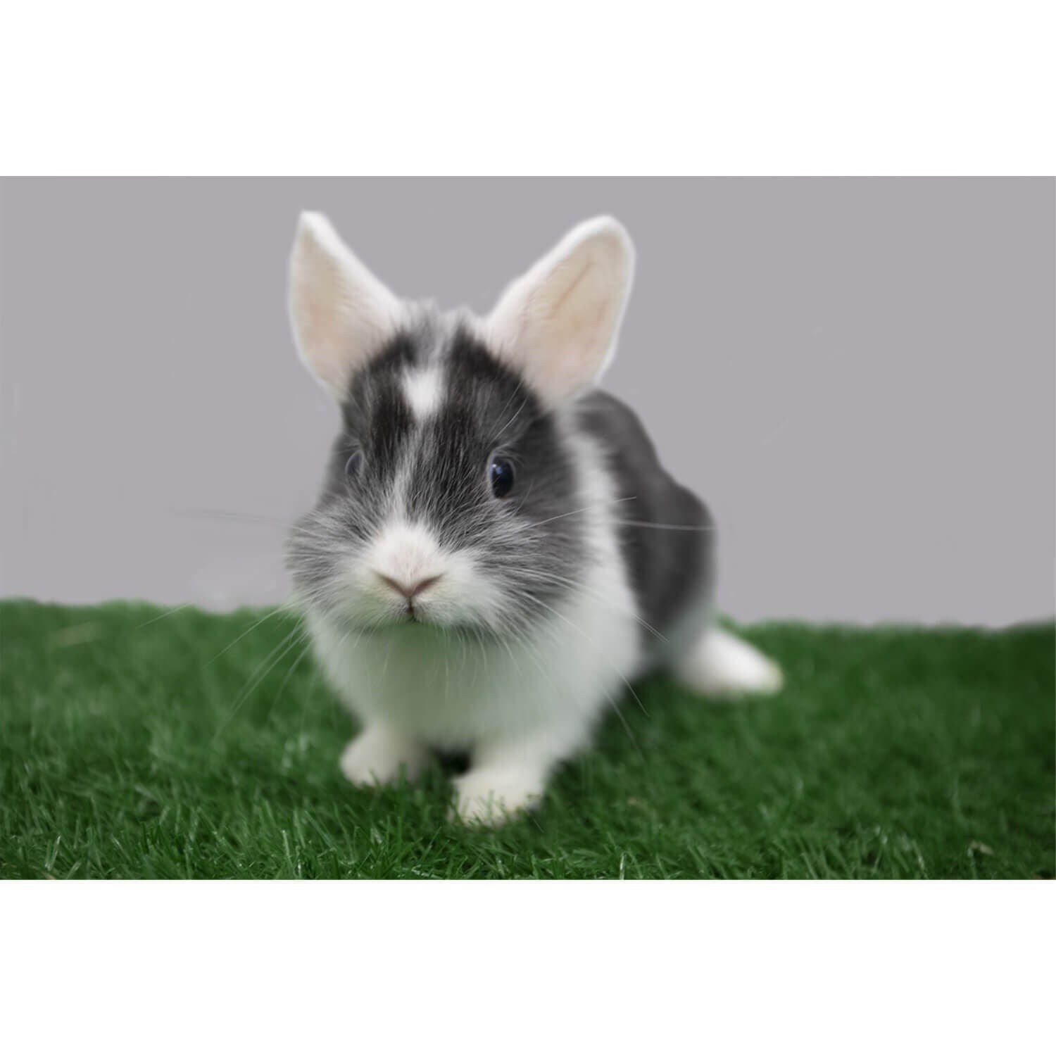 mini rabbit toy