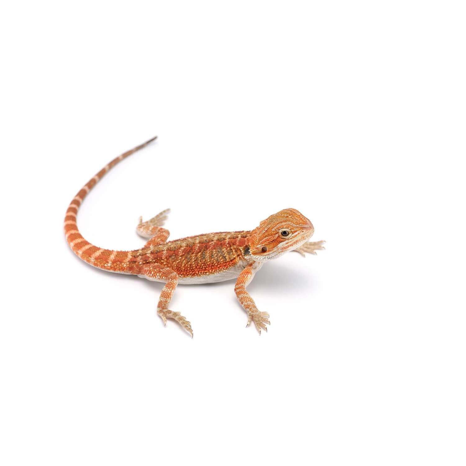 Red Bearded Dragon | Live Reptile 1ea | Pet Supermarket