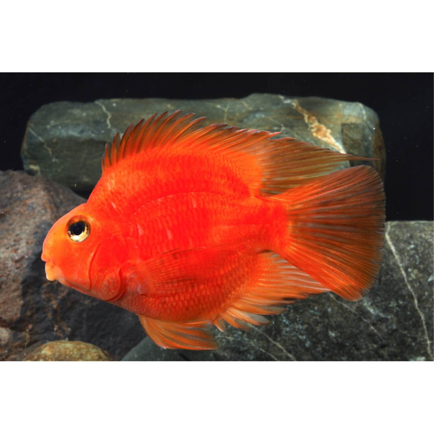 Blood Parrot Fish 1ea | Pet Supermarket