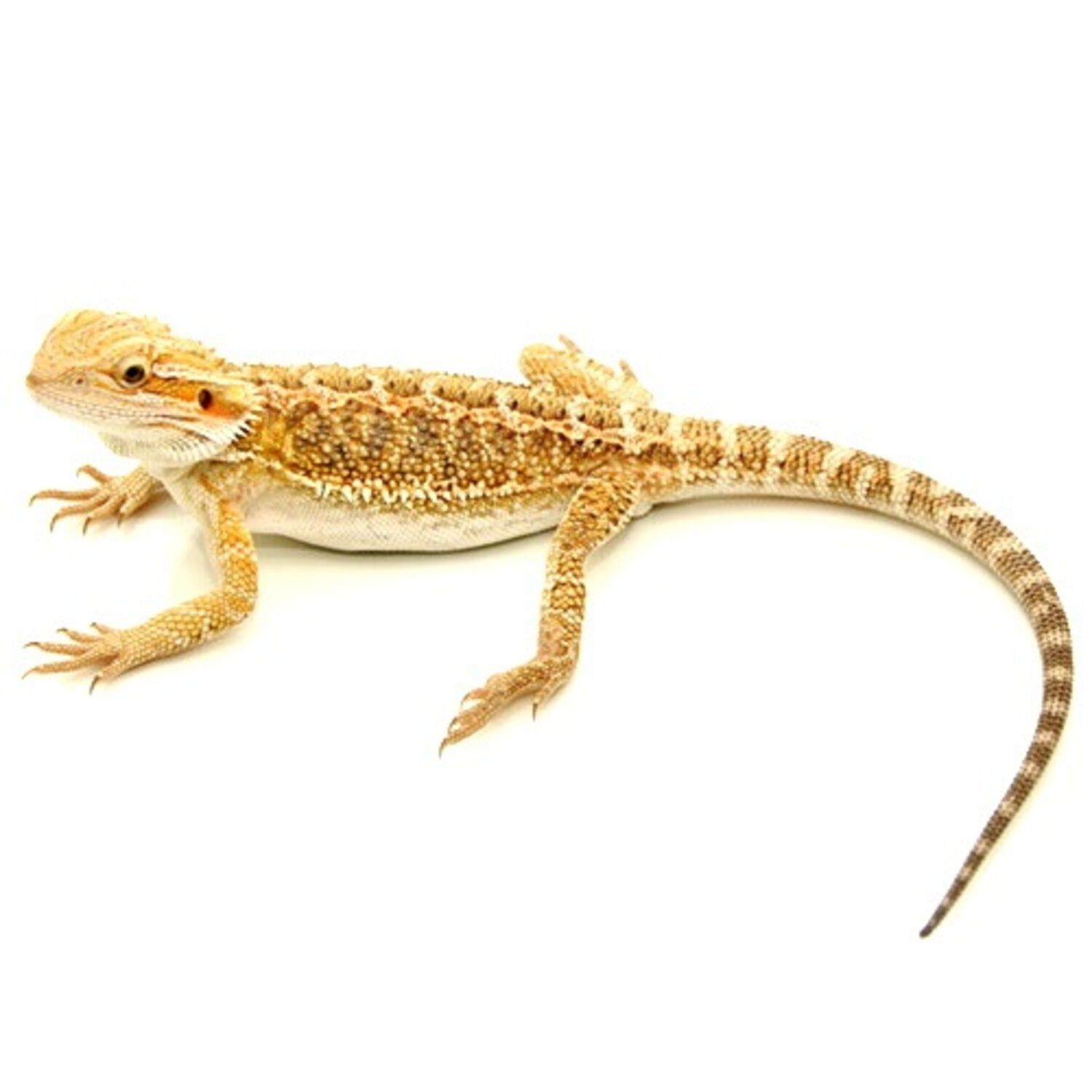 bearded dragon white background