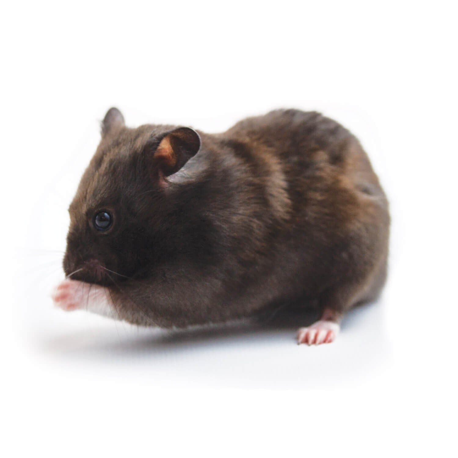 Brown Teddy Bear Hamster