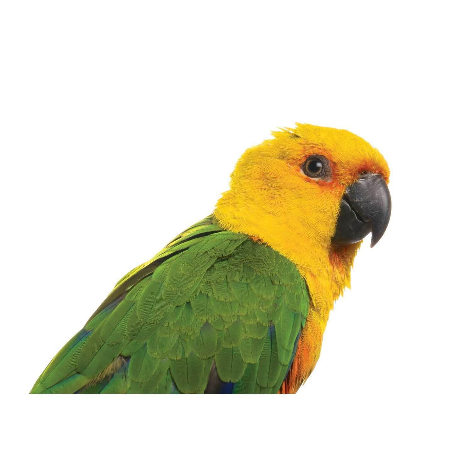 Jenday Conure Vs Sun Conure