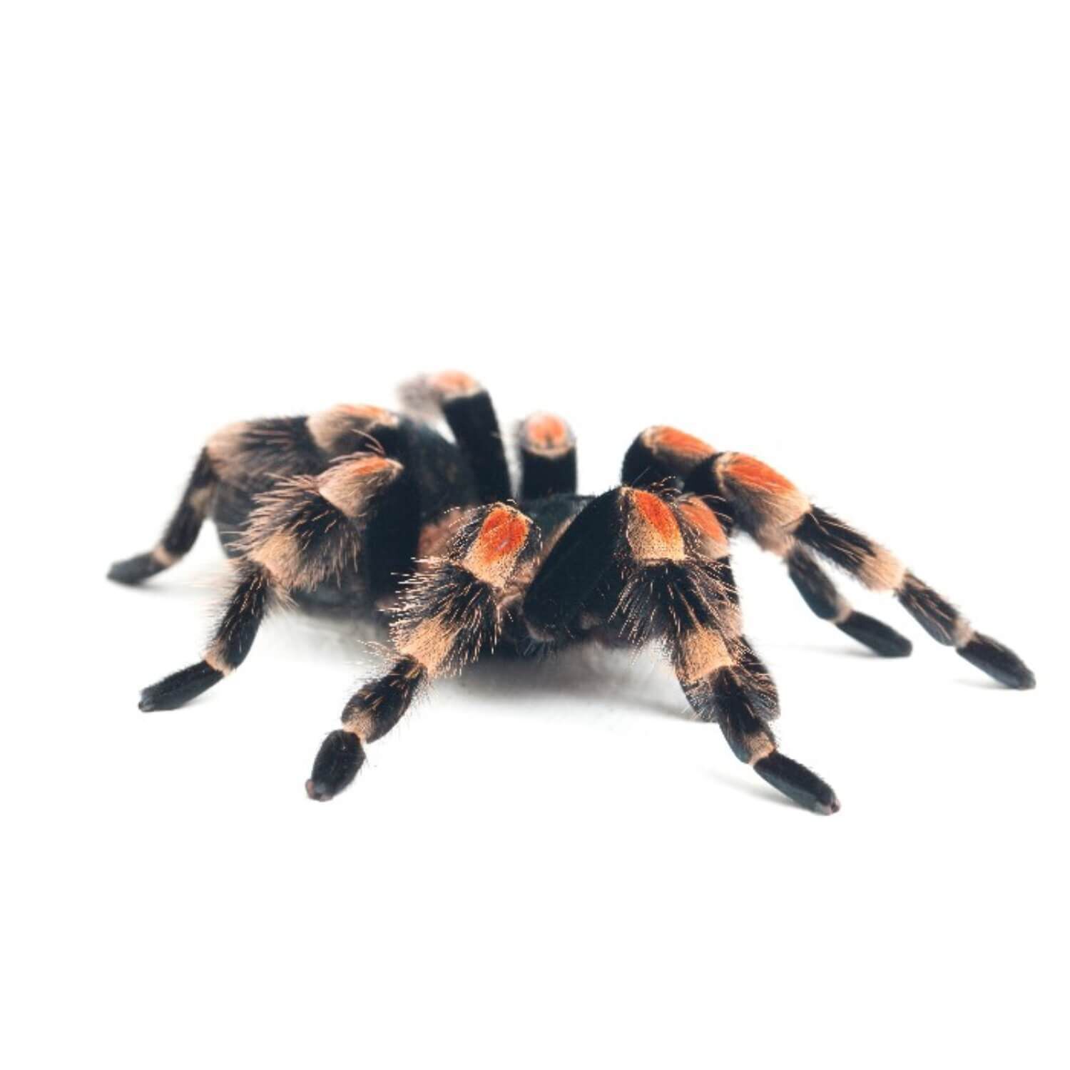 tarantula petsmart