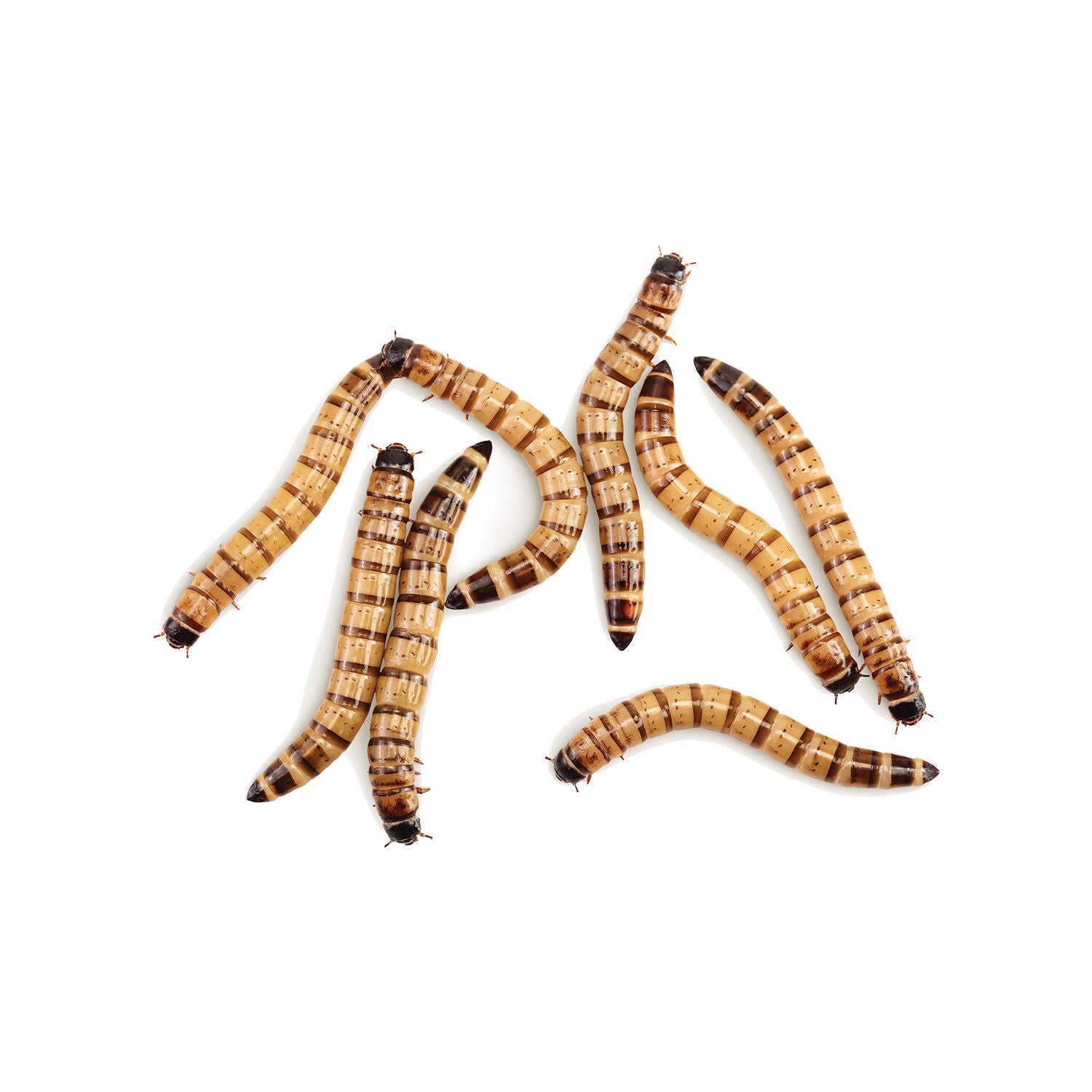 Live Superworms 50ct | Pet Supermarket