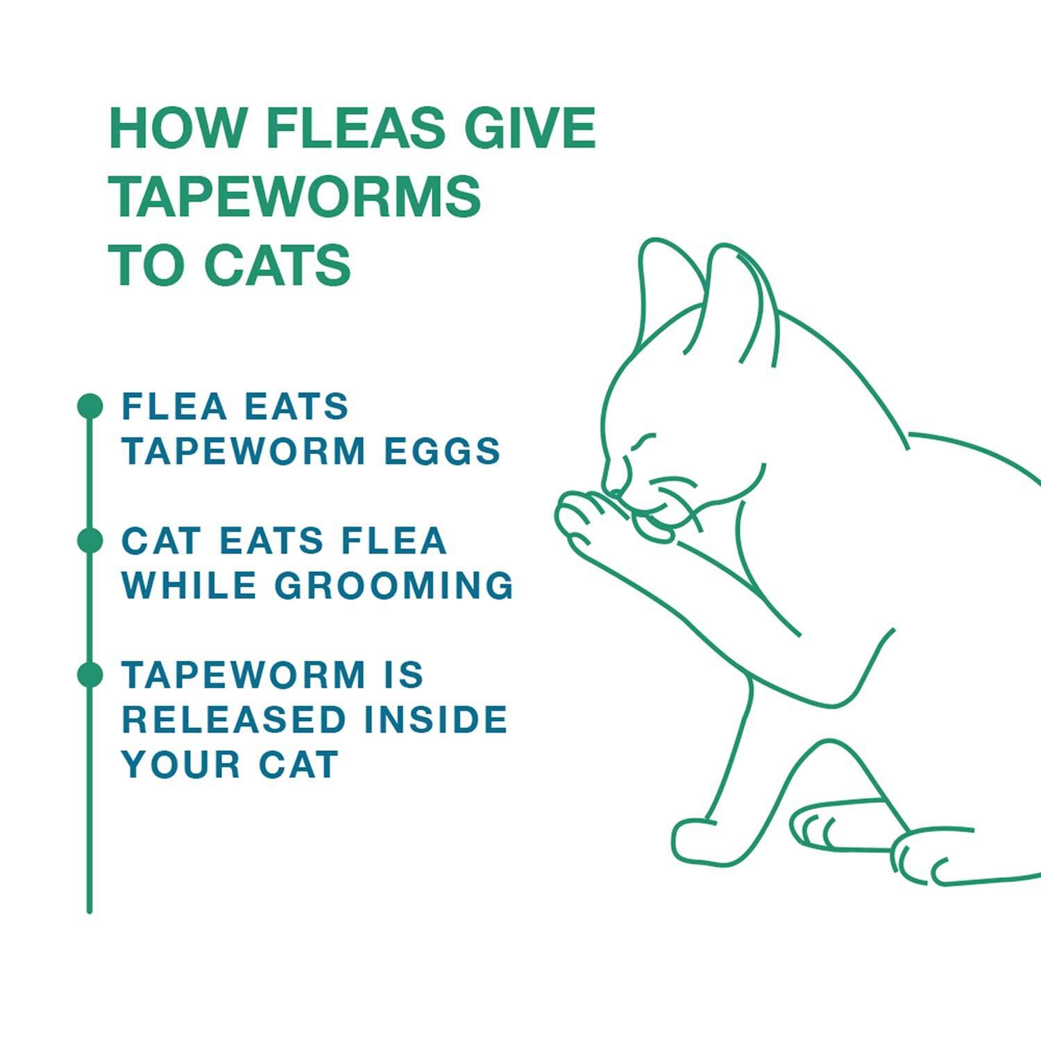 Tapeworm Dewormer For Cats 3ct | Pet Supermarket