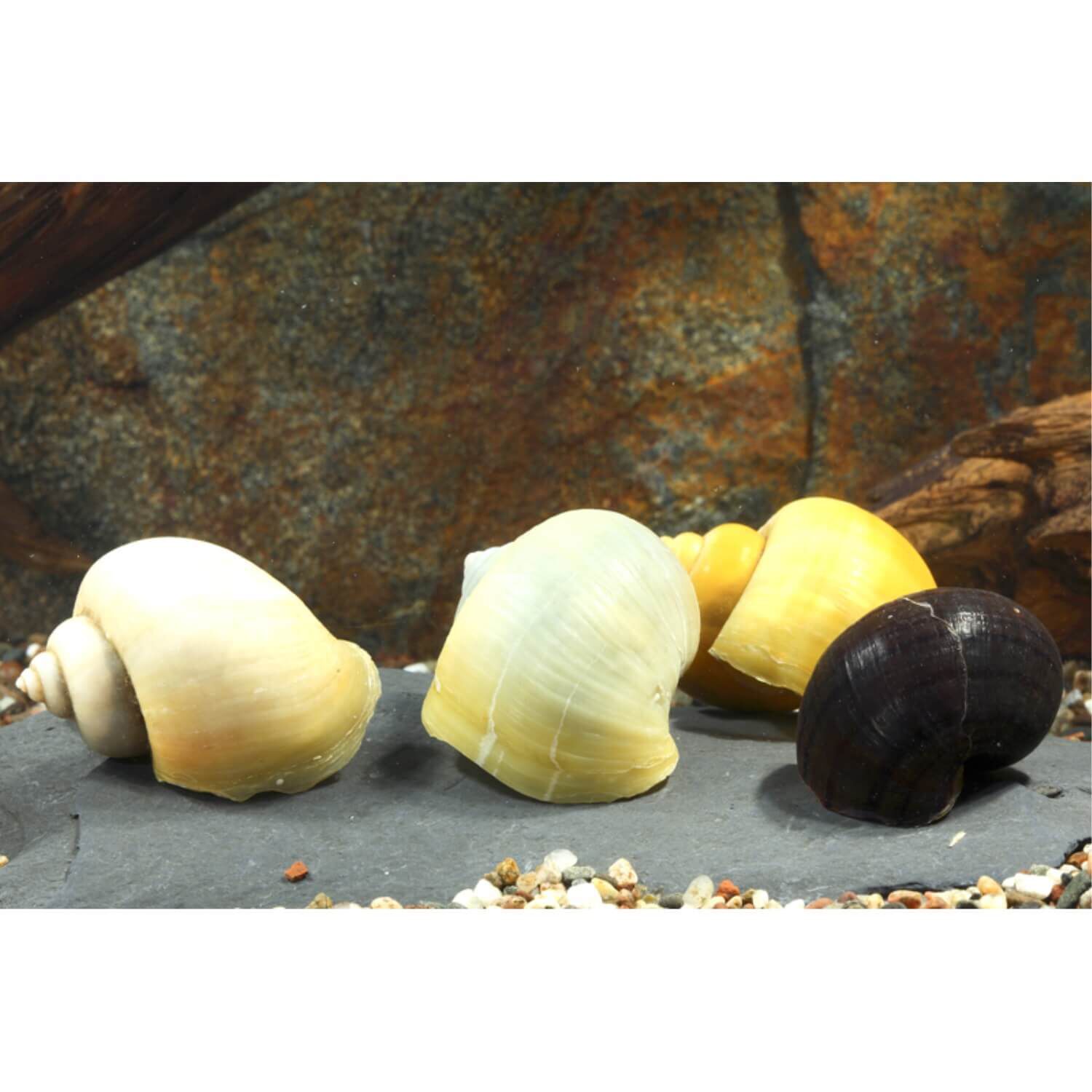 Mystery Snail 1ea | Pet Supermarket