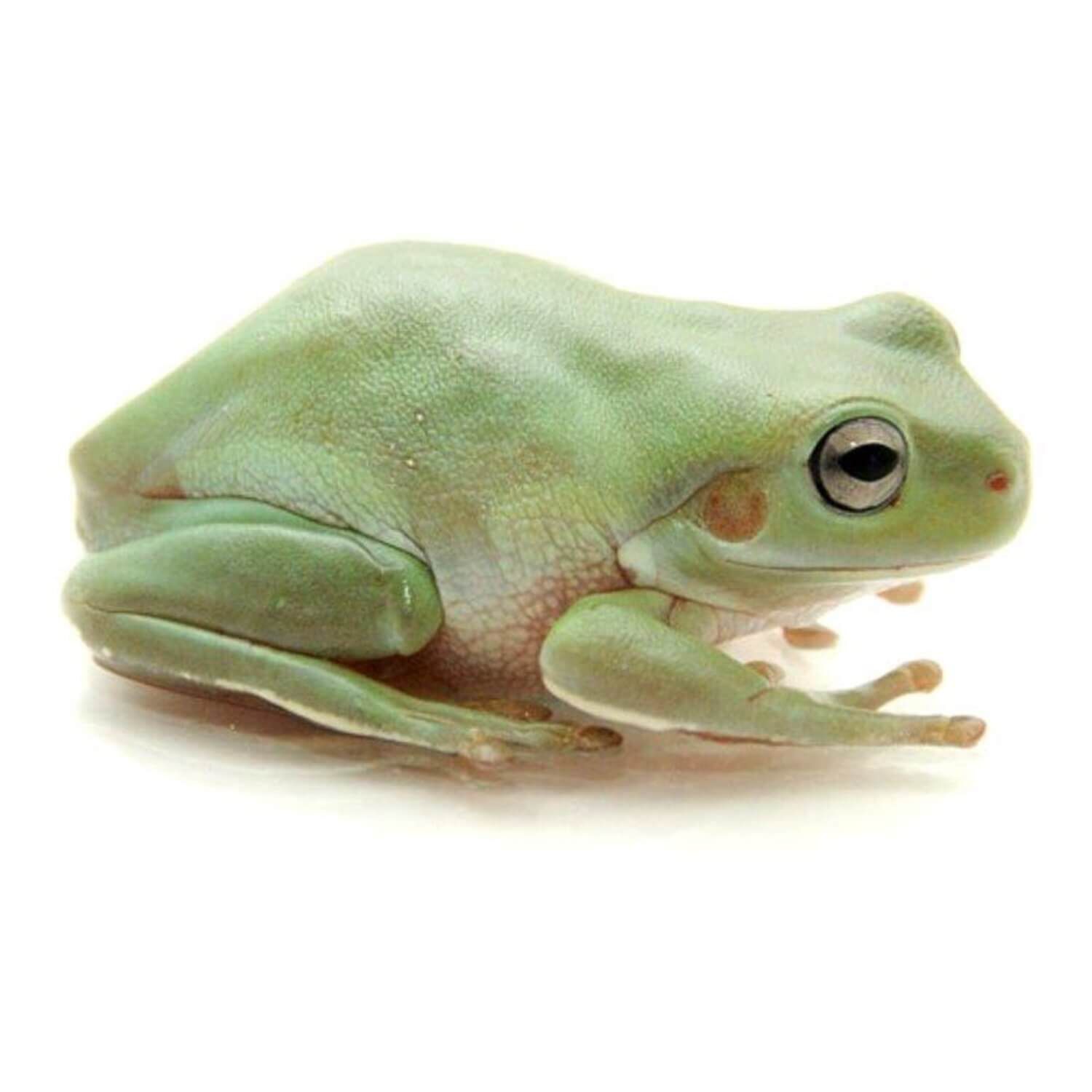White'S Tree Frog 1ea | Pet Supermarket