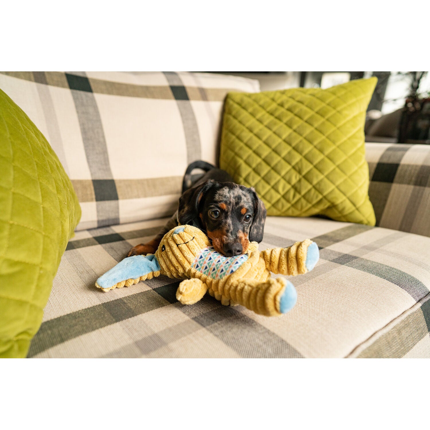 Great & Small Cuddle Me Knot Plush Rabbit Squeaky Dog Toy | Pet Supermarket