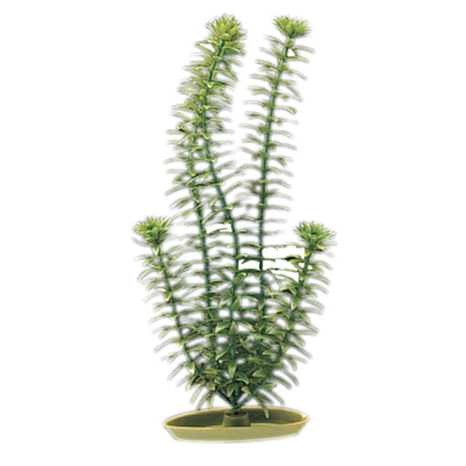 Anacharis Aquarium Plant