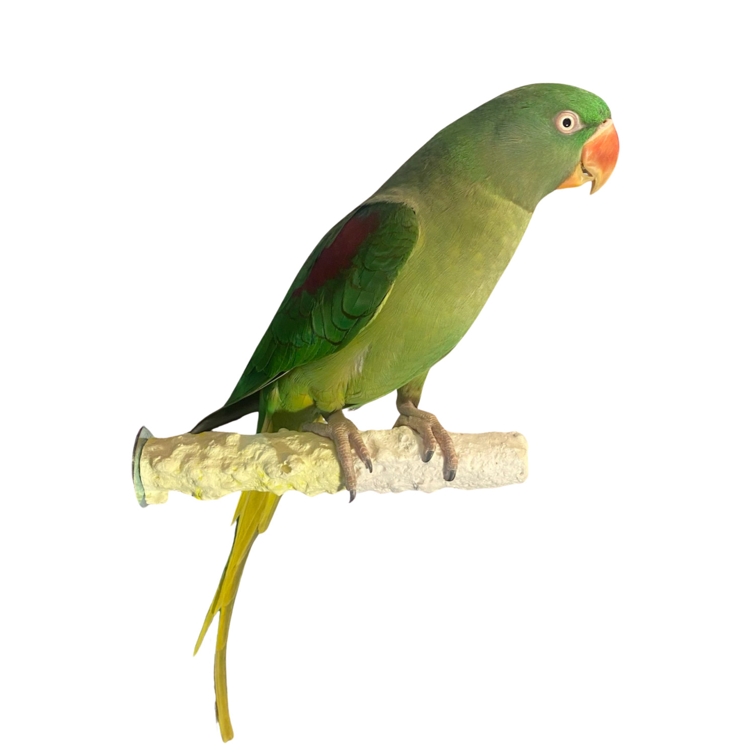 Polly's Pet Banana Split Cuttlebone Calcium Bird Perch | Pet Supermarket