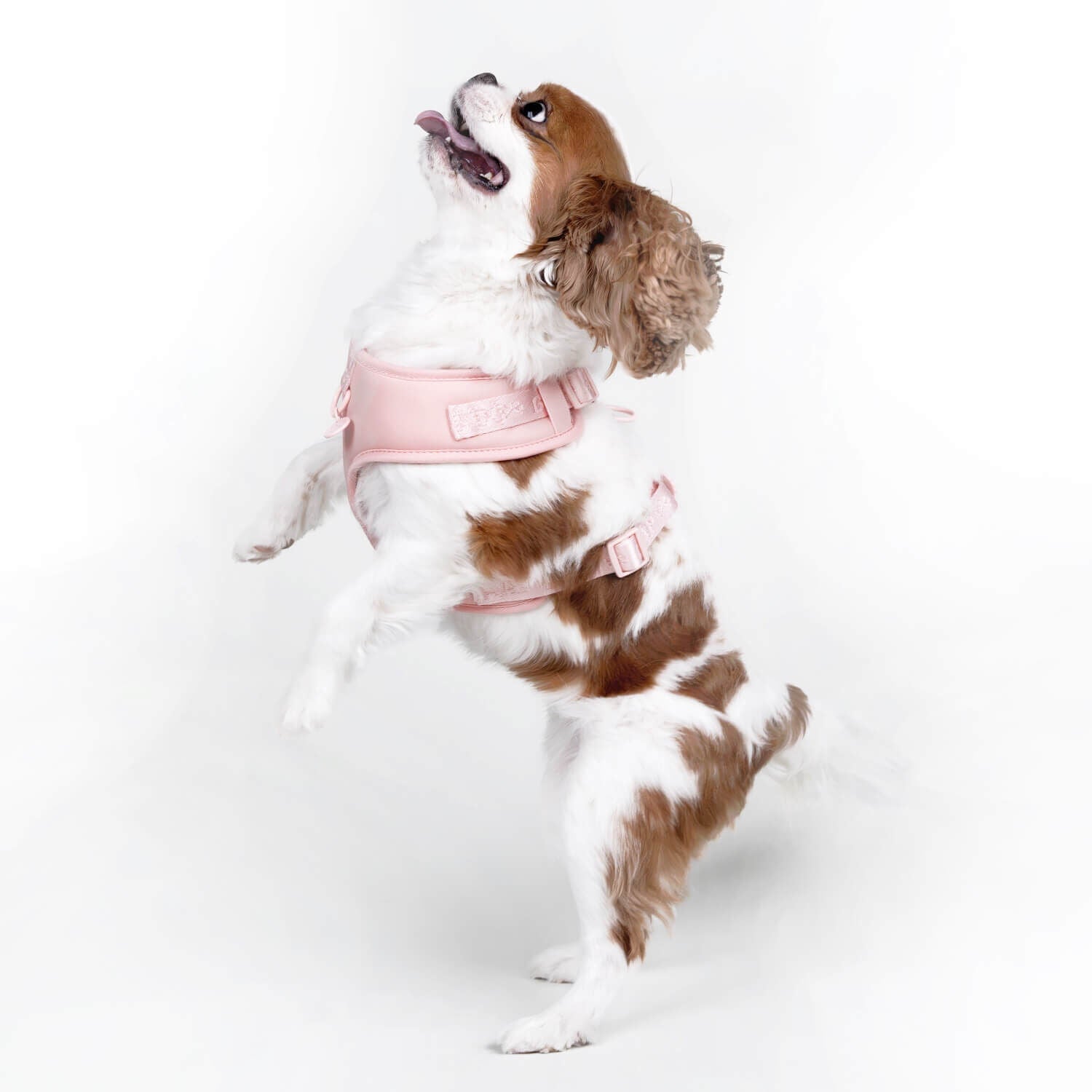 Gap Pink Paw Charm Dog Harness 1L | Pet Supermarket