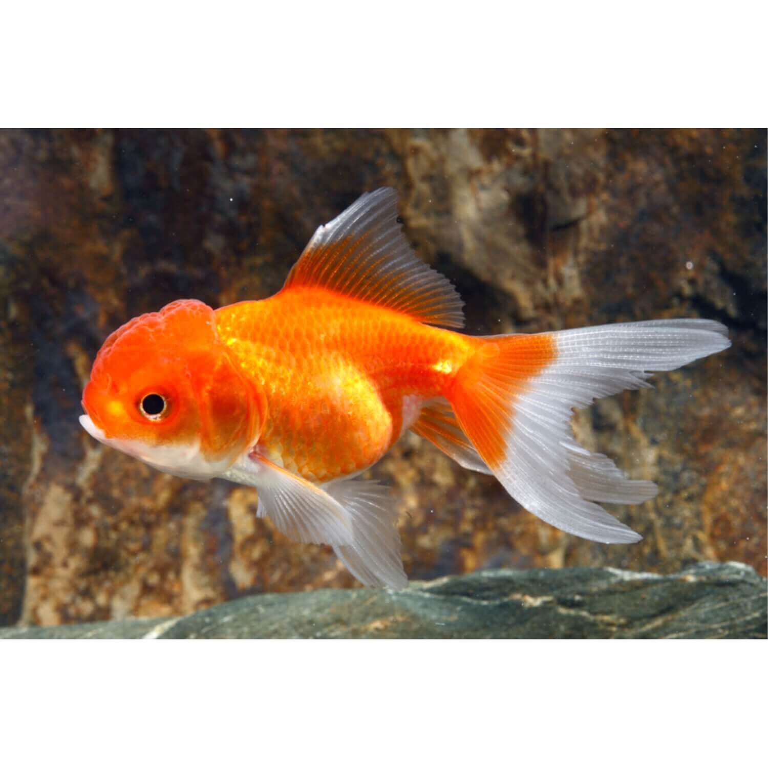 Medium Oranda Goldfish | Live Fish 1M | Pet Supermarket