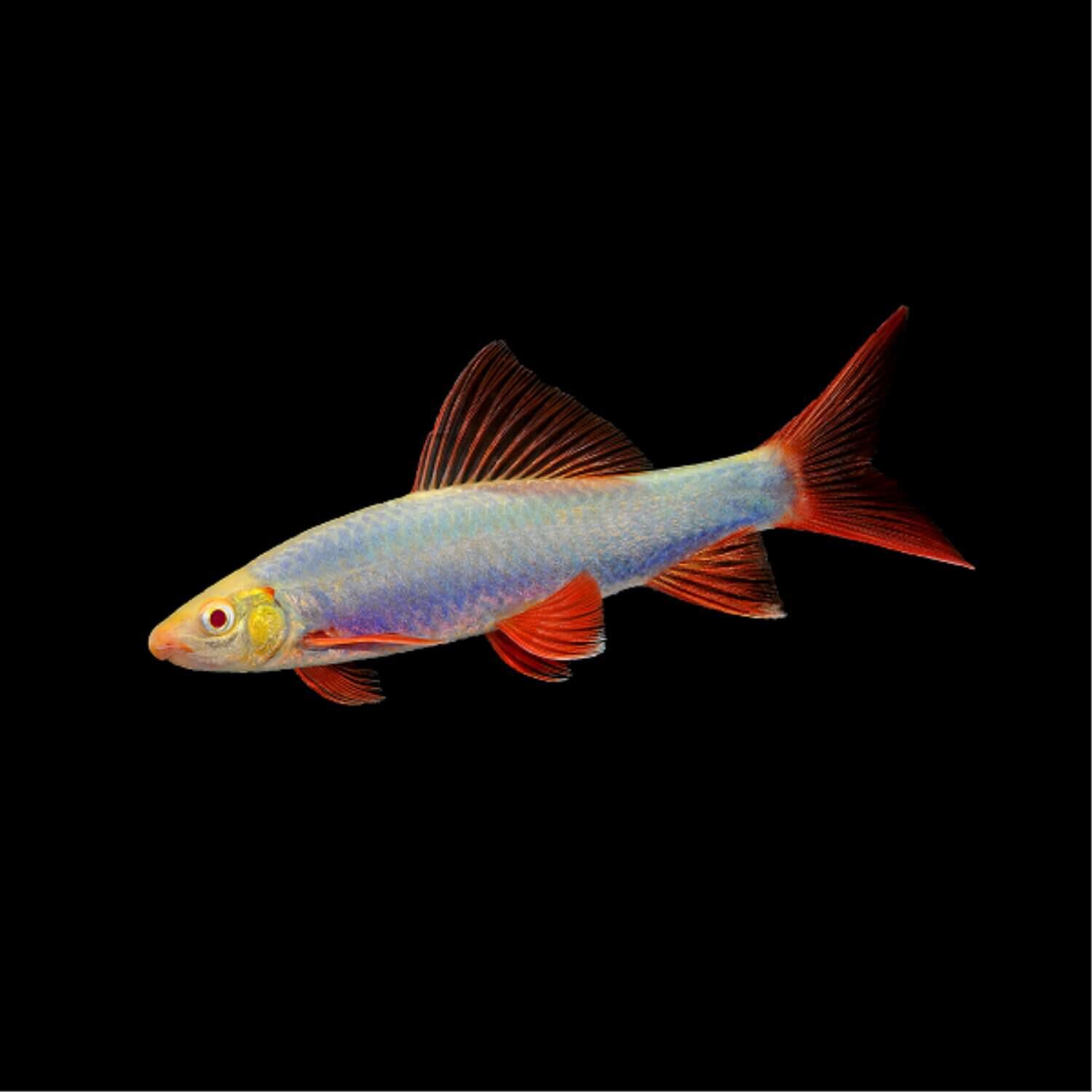 Glofish Sharks 1ea | Pet Supermarket